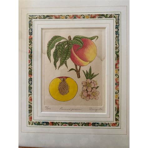 Framed Anne Stromquist Botanical Etching Peach Chairish