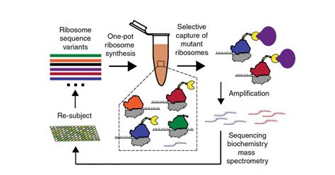 New Platform For Engineering Ribosomes To “cook New Cuisines” News