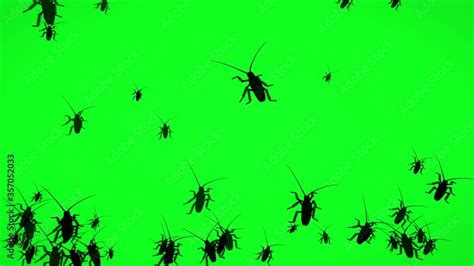 Bugs On Green Screen Animated Silhouette Stock Video Adobe Stock