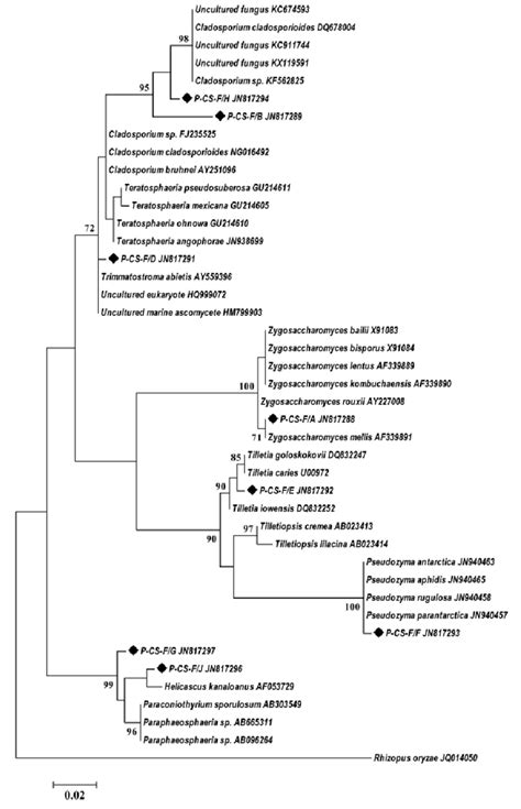 The Maximum Likelihood Tree Based On 18s Ribosomal Rna Gene Sequence