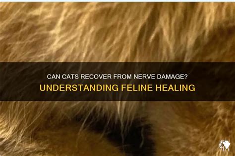 Can Cats Recover From Nerve Damage Understanding Feline Healing Petshun