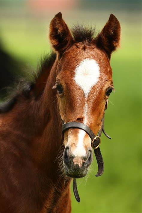 Izzy Ger 2014 Turf Times Deutschland