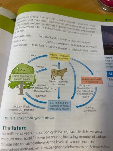 Ecology Chapter 17 Flashcards Quizlet