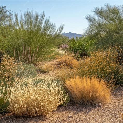 Desert Shrubs And Lowlying Plants Adapted To Dry Conditions Premium