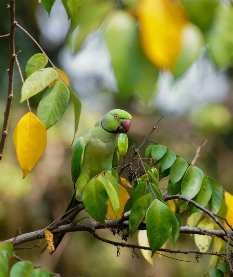 Безкоштовне стокове фото Psittacula Krameri Tamil Nadu азія барвисті птахів взаємодія з