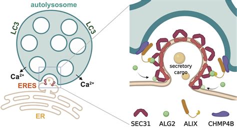 Publications — Liao Lab
