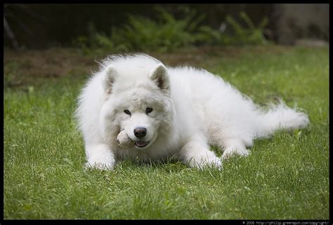 Photograph By Philip Greenspun Alex Chewing 1