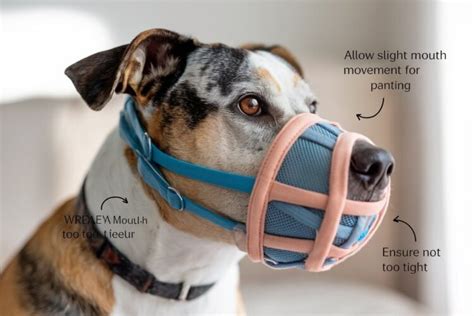 How To Make A Diy Dog Muzzle Out Of Gauze Or Fabric In 5 Easy Steps