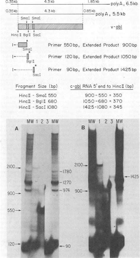 Primer Extension Of V Abl Sequences On A MuLV And C Abl RNA The Length Download Scientific