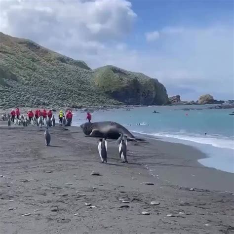 Absolute Unit In Awe At The Size Of The Lad Album On Imgur