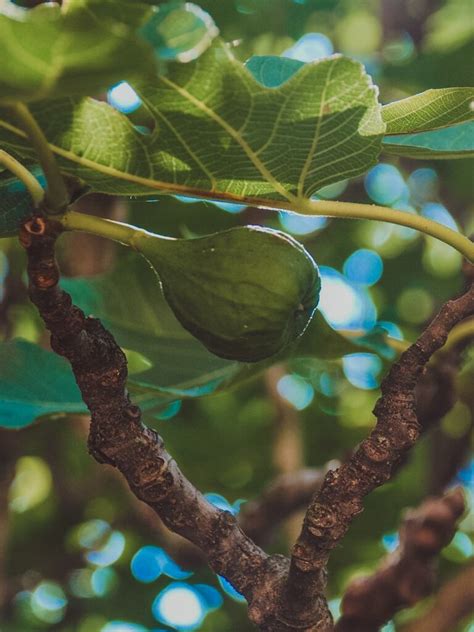 How To Easily Propagate Fig Trees An Old House And Some Land