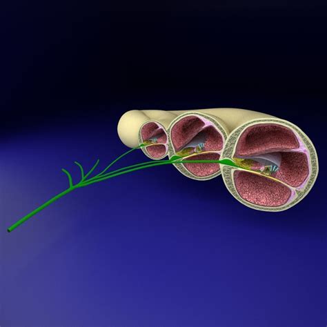 Cochlear Duct Organ Of Corti Inner Ear 3d Model Superhive Formerly