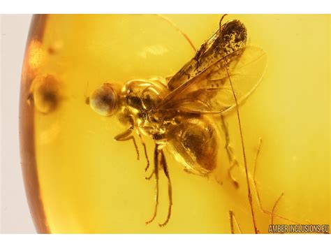 Very Rare Soldier Fly Stratiomyidae Fossil Inclusion Baltic Amber