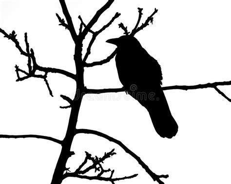 Black Silhouette Of Crow Perching On Tree Branch On White Background