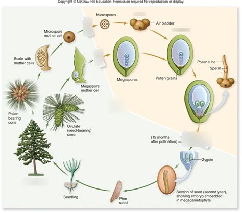 Pollination Cycle Diagram