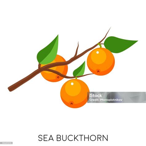 바다 갈 매 나무속 플랫 아이콘 흰색 배경에 고립입니다 건강 한 과일입니다 에코 맛 있는 음식 0명에 대한 스톡 벡터 아트 및 기타 이미지 Istock