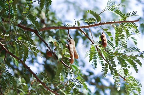 Tamarindus Indica L Indian Date Or Tamarind Or Fabaceae Or Tamarind