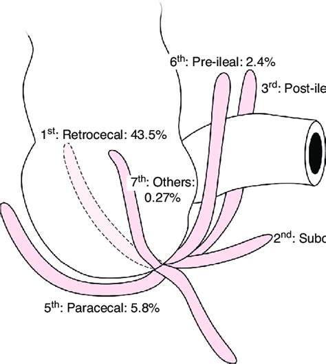 The Function Of Vermiform Appendix