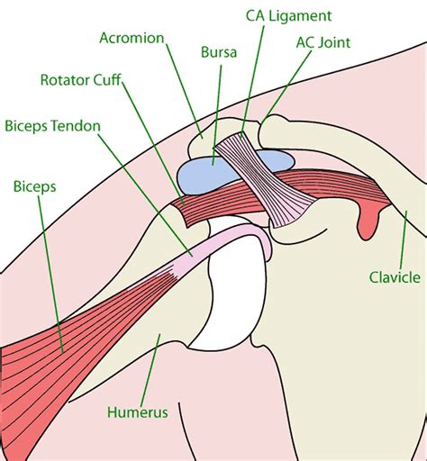 Acromion Of Scapula Acromion Types And Acromion Fracture