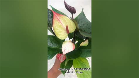 🦋ගොඩක් දෙනෙක් ඒ ඉල්ලපු වර්ග ටික එක්කම අතේ තියෙන ගානට මල් එක්ක පැල හොයන අයට Youtube