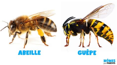 Abeille Ou Guêpe Comment Distinguer Ces Insectes Bourdonnants Momes