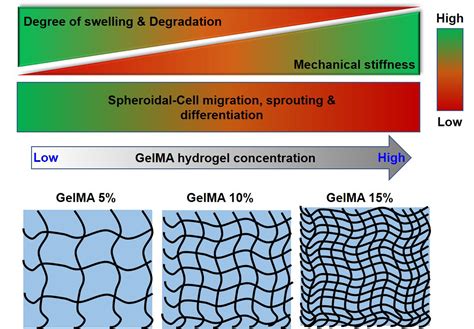Effect Of Gelma Hydrogel Properties On Long Term Encapsulation And
