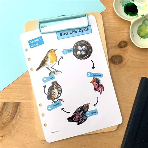 Robin Life Cycle Diagram Educational Birds Species Printable In 2025
