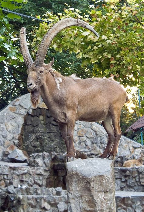 Siberian ibex — Stock Photo © gavran333 #11651216