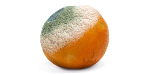 K Proshev Вовед во микроорганизми Vii