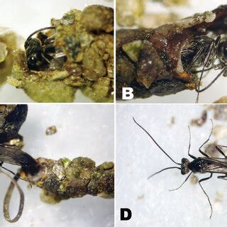 Pdf Description Of One New Species Of Agriotypus Curtis 1832