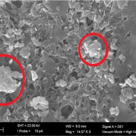 A SEM Micrographs Collected On The Top Surface Of PVDF BT 0 5 Download Scientific Diagram