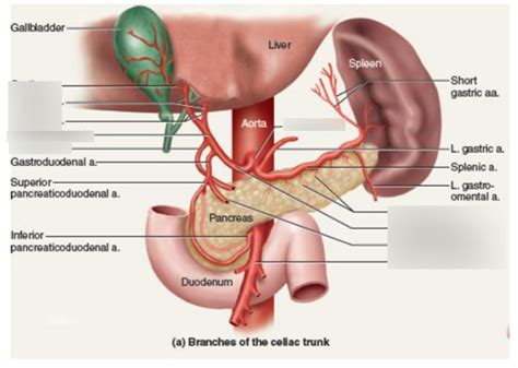 Organ Arteries Diagram Quizlet