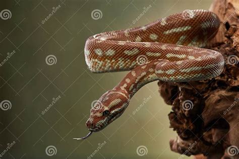 Python Hanging From Branch Stock Image Image Of Environment 341164347