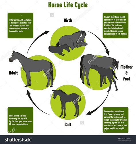 Mammal Life Cycle Diagram