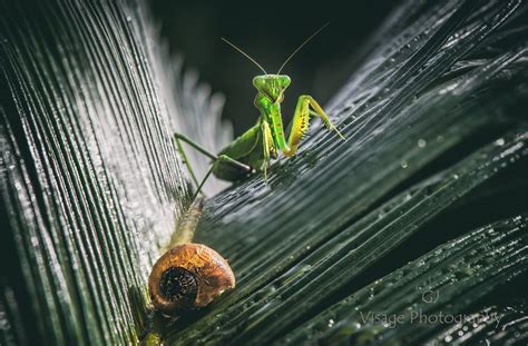 Mantis And The Shell By Gj Vernon On Deviantart