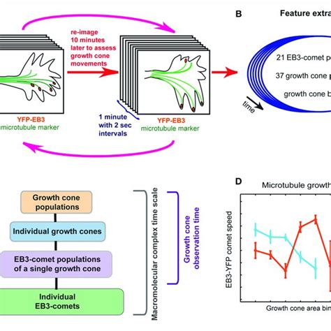 graphical summary a imaging setup using multiple temporal scales