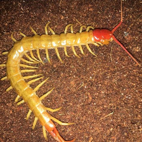 Chinese Red Head Centipede Scolopendra Mutilans Var White For Sale