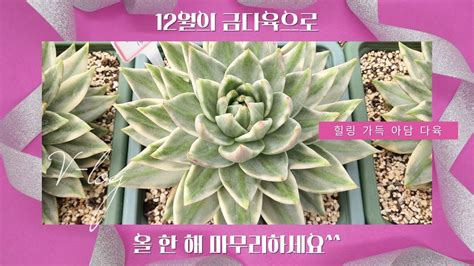 221219 금도 예쁜데 가격도 합리적 완벽 그 잡채🤩 아담다육엘크혼몰게인금무지원종마리아 Youtube