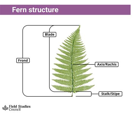 Pteridophytes Structure