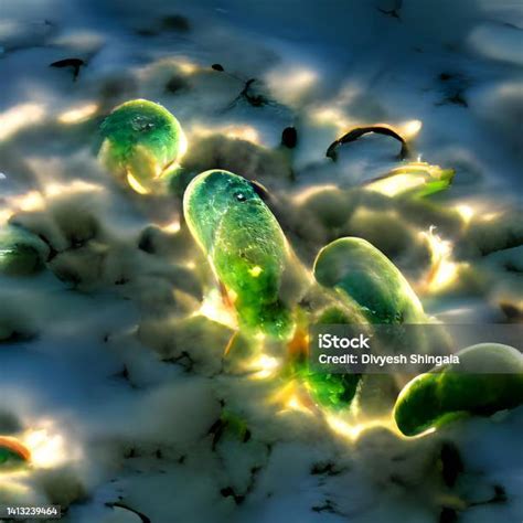 박테리아의 과학적 이미지 시트로 박터 그람 음성 박테리아 일러스트레이션 인간의 장에서 발견 요로 감염 유아 수막염 및 패혈증을