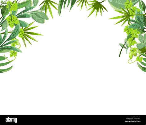 Rainforest Tropical Canopy Stock Vector Images Alamy