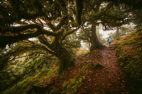 포르투갈 마데이라의 파날 숲을 가로지르는 오솔길을 따라 걷는 소년의 경치 안개가 자욱하고 비오는 날에 으스스하게 자란 월계수