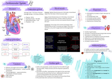 Cardiovascular System Summary Sheet Teaching Resources
