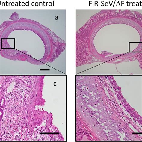 Representative Hande Stained Axial Sections Of The Rat Trachea Five Days