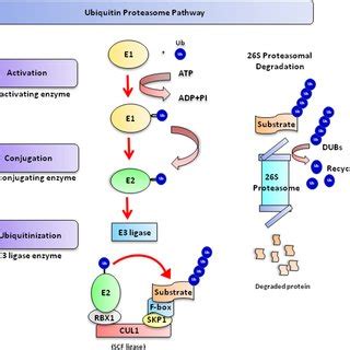 Emerging Roles Of The Ubiquitinproteasome Pathway In Enhancing Crop