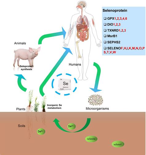 Modern Agriculture Vol 1 No 1