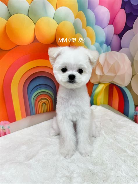 송파 애견 미용실 삼전 애견 미용실 잠실 강아지 미용실 석촌 강아지 미용실 말티폼 말티폼 미용 말티폼 미용 스타일 강아지 배넷 미용 강아지 첫 미용 네이버 블로그