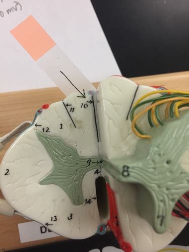 Chapter Spinal Cord Nerves And Spinal Reflexes Flashcards Quizlet