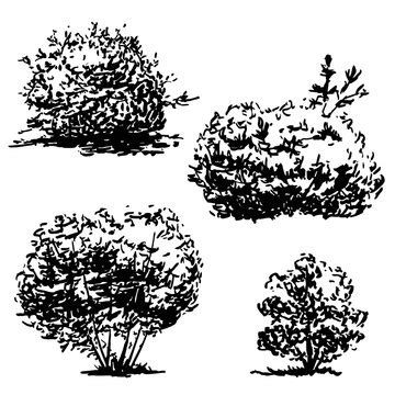 How To Draw Bushes With Pencil