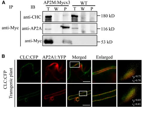 Figure 2 From Adaptor Protein Complex 2mediated Endocytosis Is Crucial